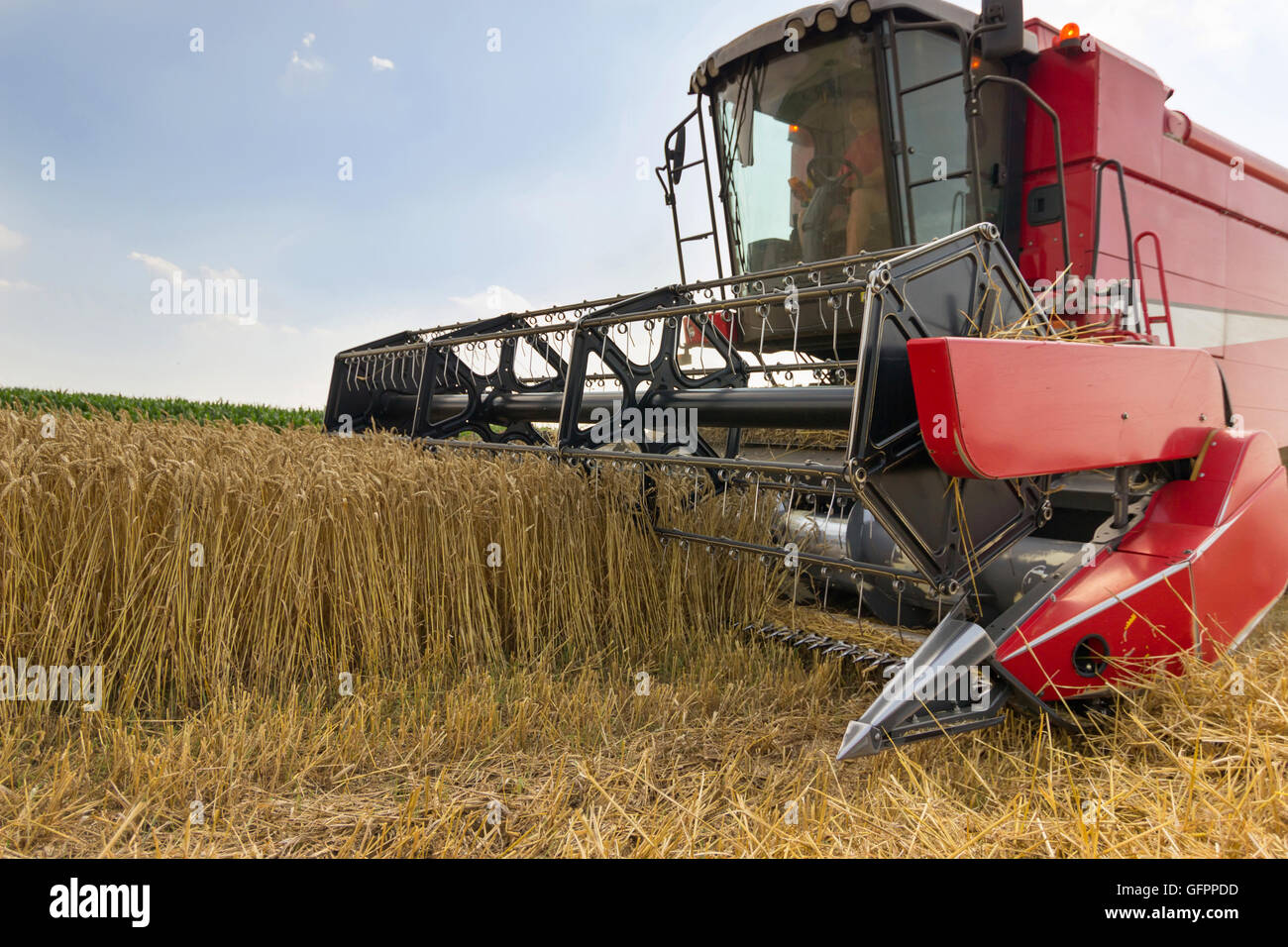 Combine harvester harvesting wheat. Grain harvesting combine. Combine ...