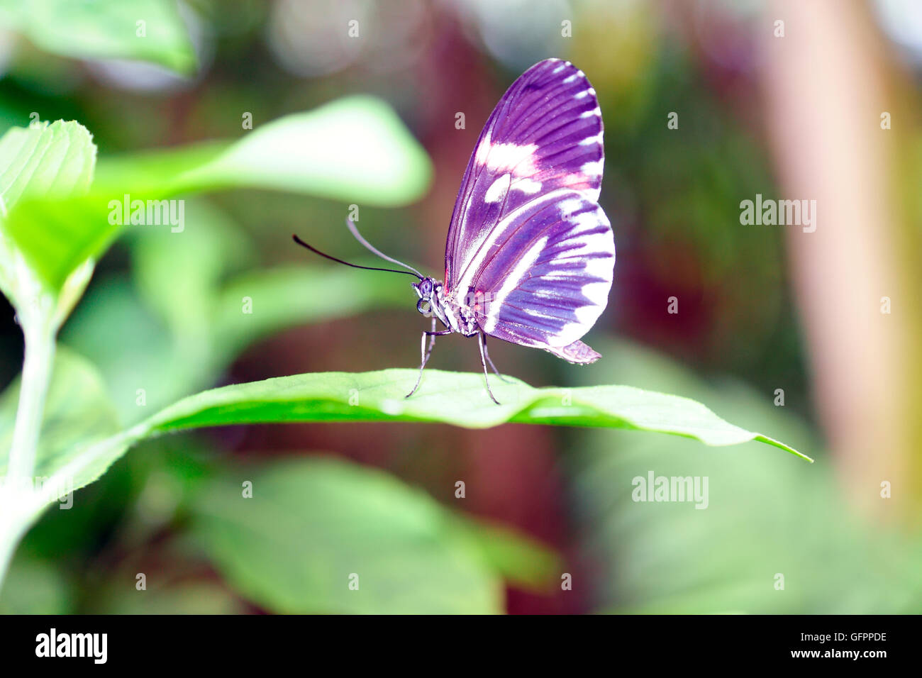 Generic butterfly hi-res stock photography and images - Alamy