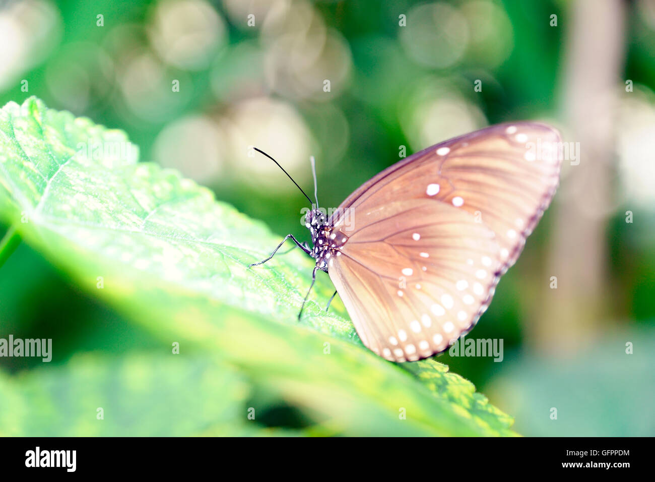 BUTTERFLY RESTING WINGS FOLDED Stock Photo - Alamy