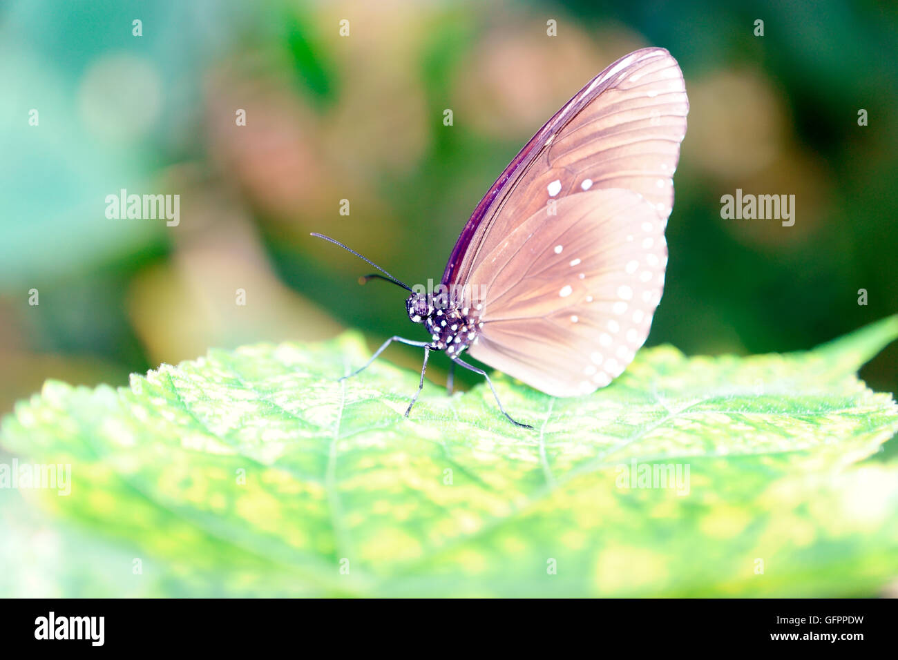 BUTTERFLY RESTING WINGS FOLDED Stock Photo - Alamy