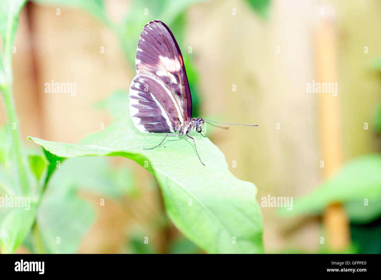BUTTERFLY RESTING WINGS FOLDED Stock Photo - Alamy