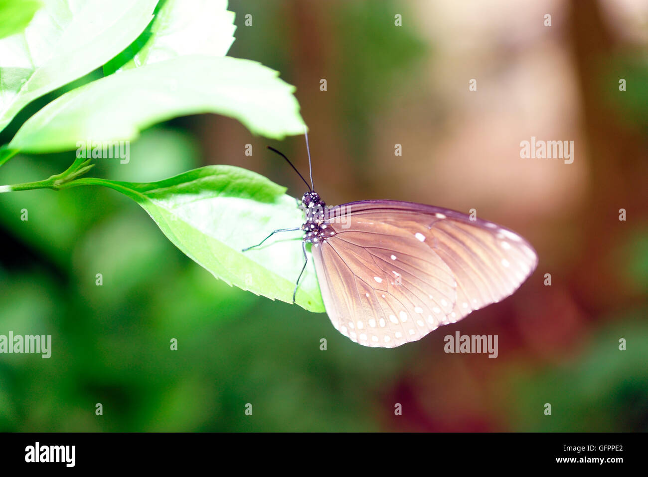 BUTTERFLY RESTING WINGS FOLDED Stock Photo - Alamy