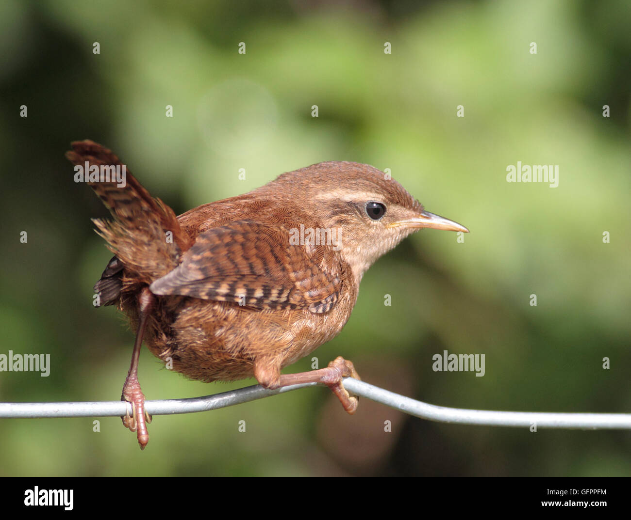 Small song birds hi-res stock photography and images - Alamy