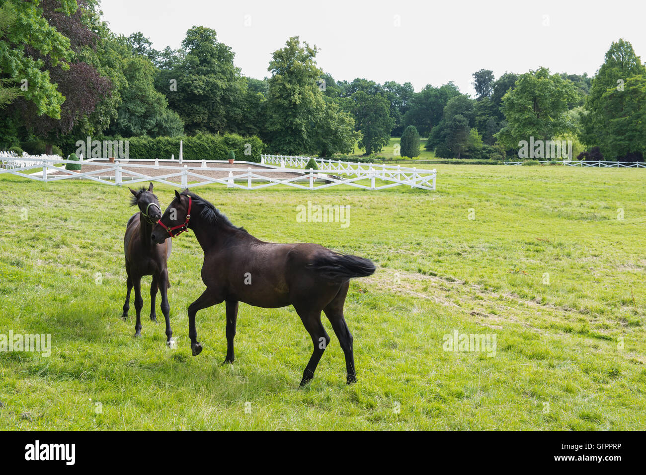 two young horses playing on a meadow in the sunlight Stock Photo - Alamy