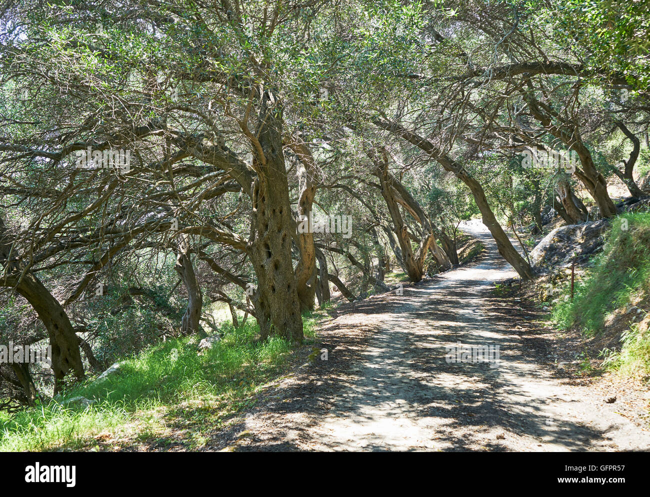 Olive trees in Corfu island, Greece Stock Photo - Alamy