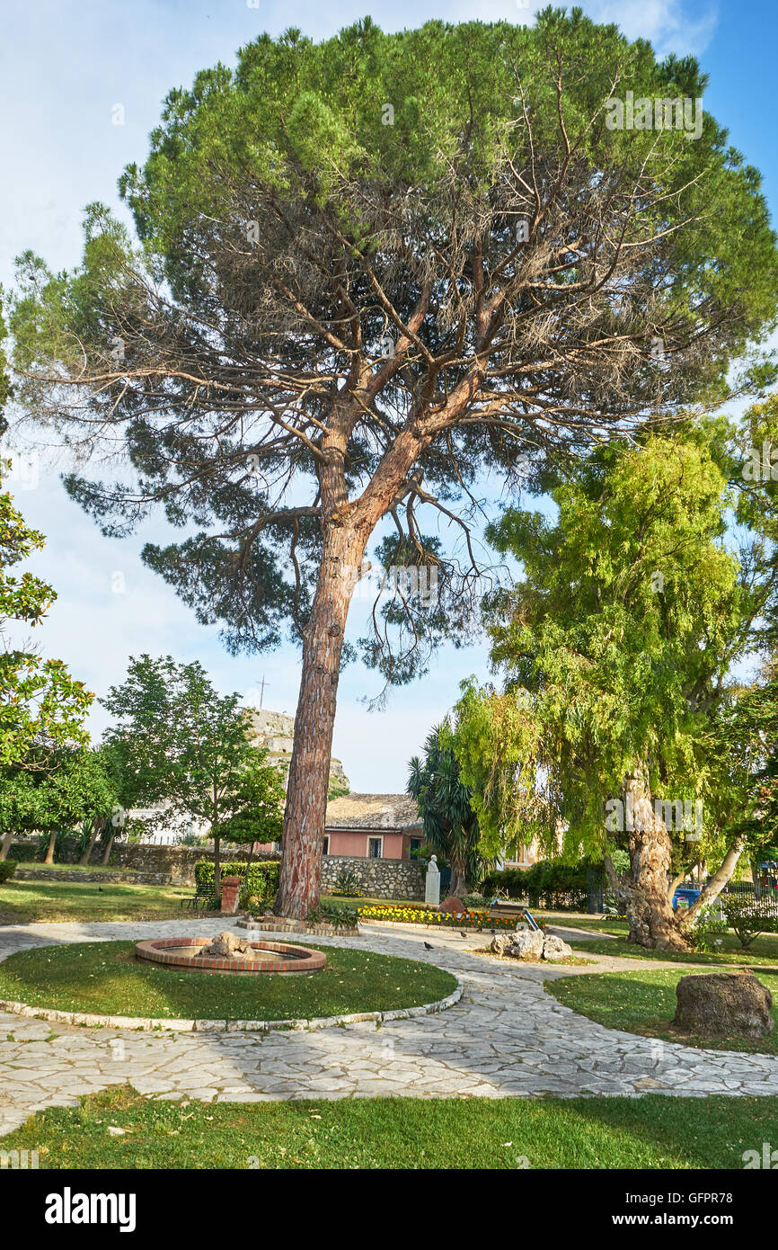 Beautiful tree in spianada square on Corfu, Greece Stock Photo - Alamy