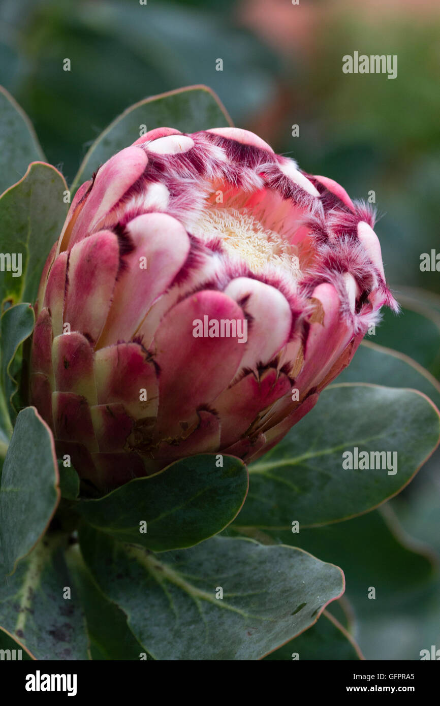 Single, partly opened flower of the Princess protea, Protea grandiceps ...