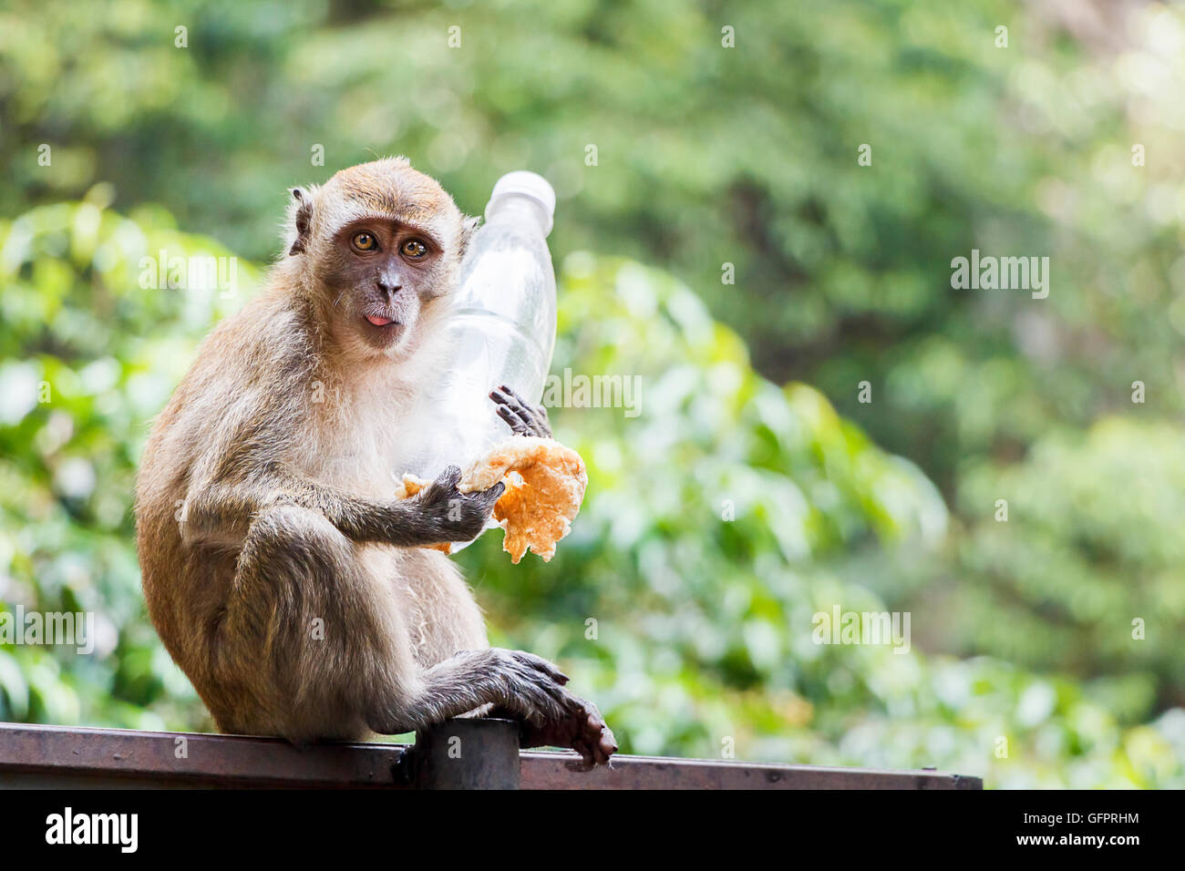 A monkey holding a plastic bottle and pancake, poking its tongue out at ...