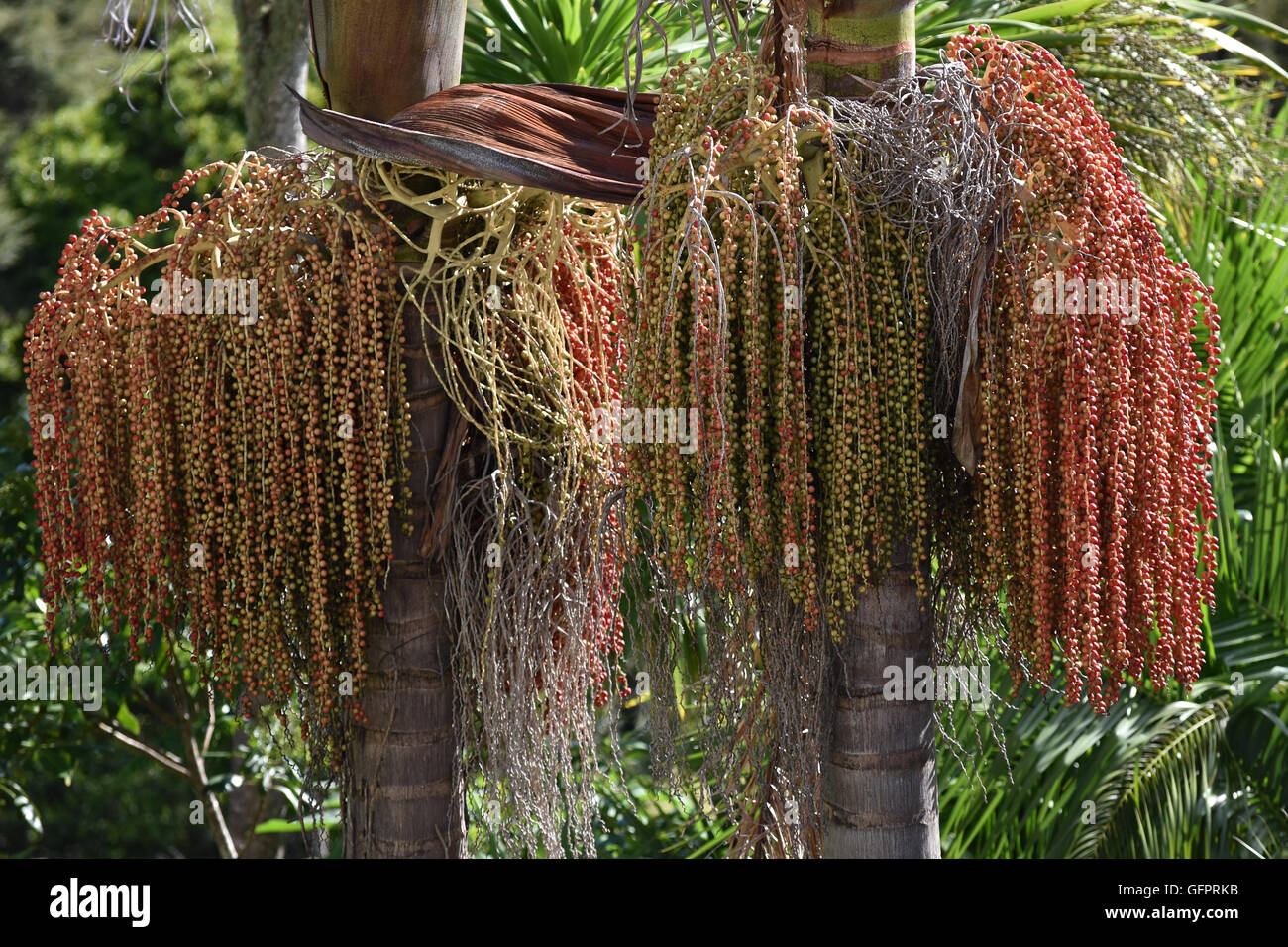 palm trees colorful fruit clusters Stock Photo - Alamy