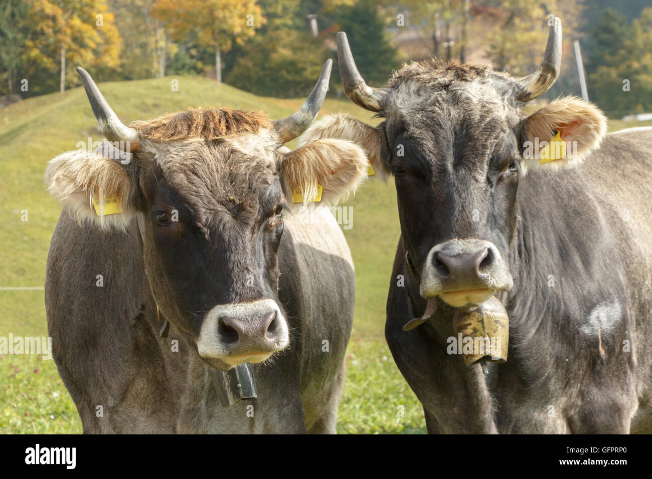 Two cows in rural hi-res stock photography and images - Alamy