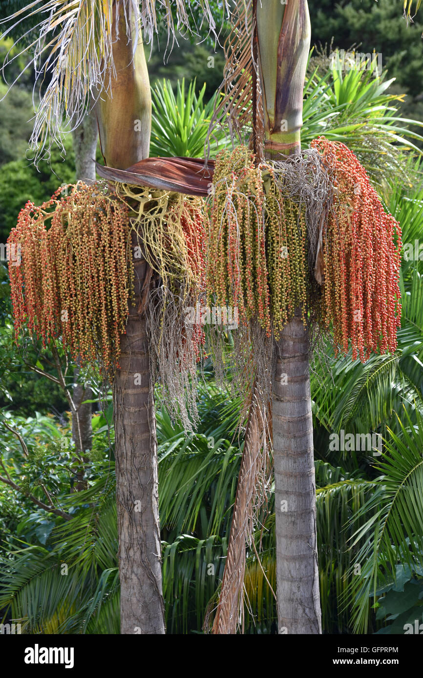 palm trees colorful fruit cluster Stock Photo - Alamy