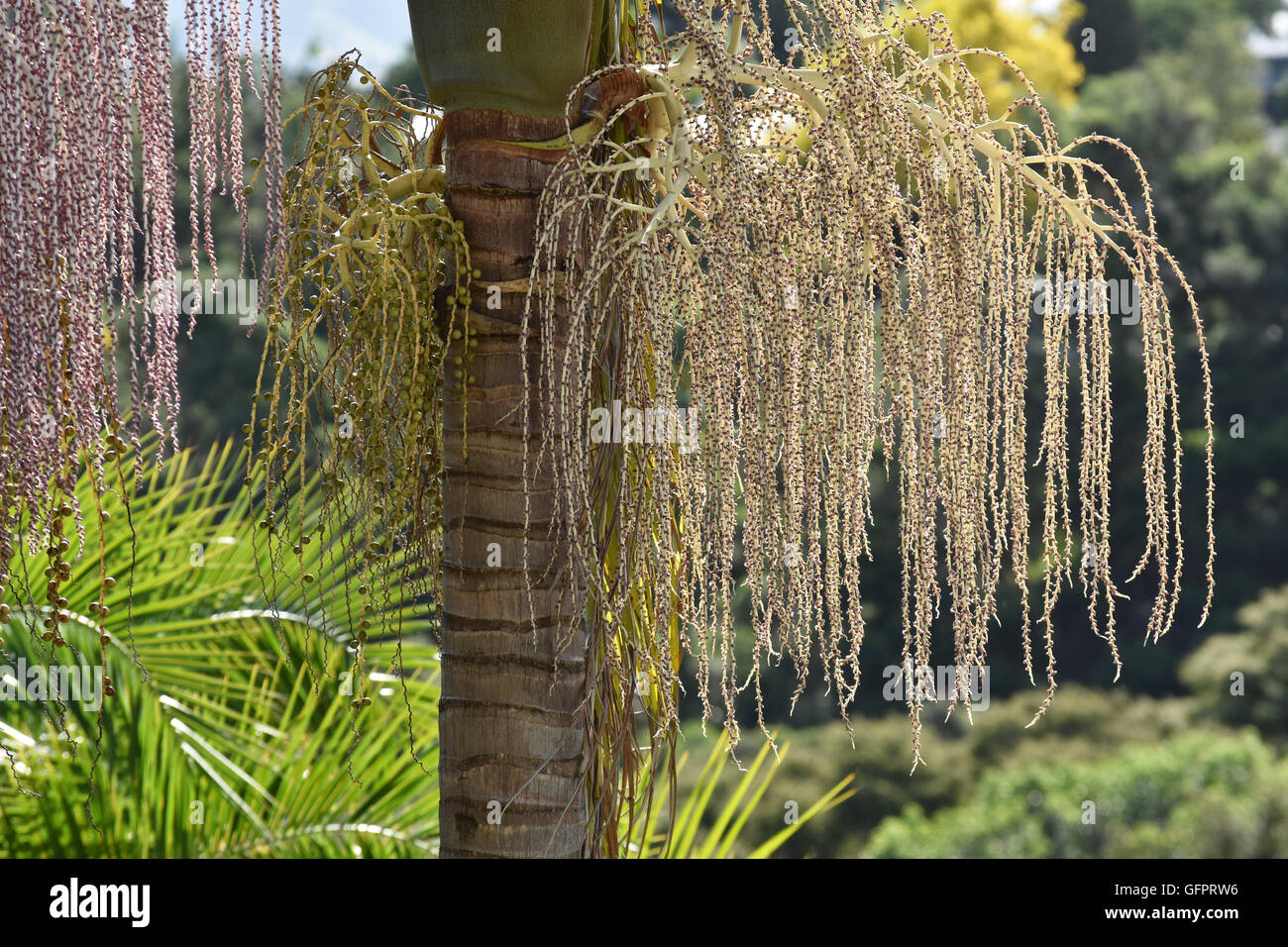 palm trees clusters fruit Stock Photo - Alamy