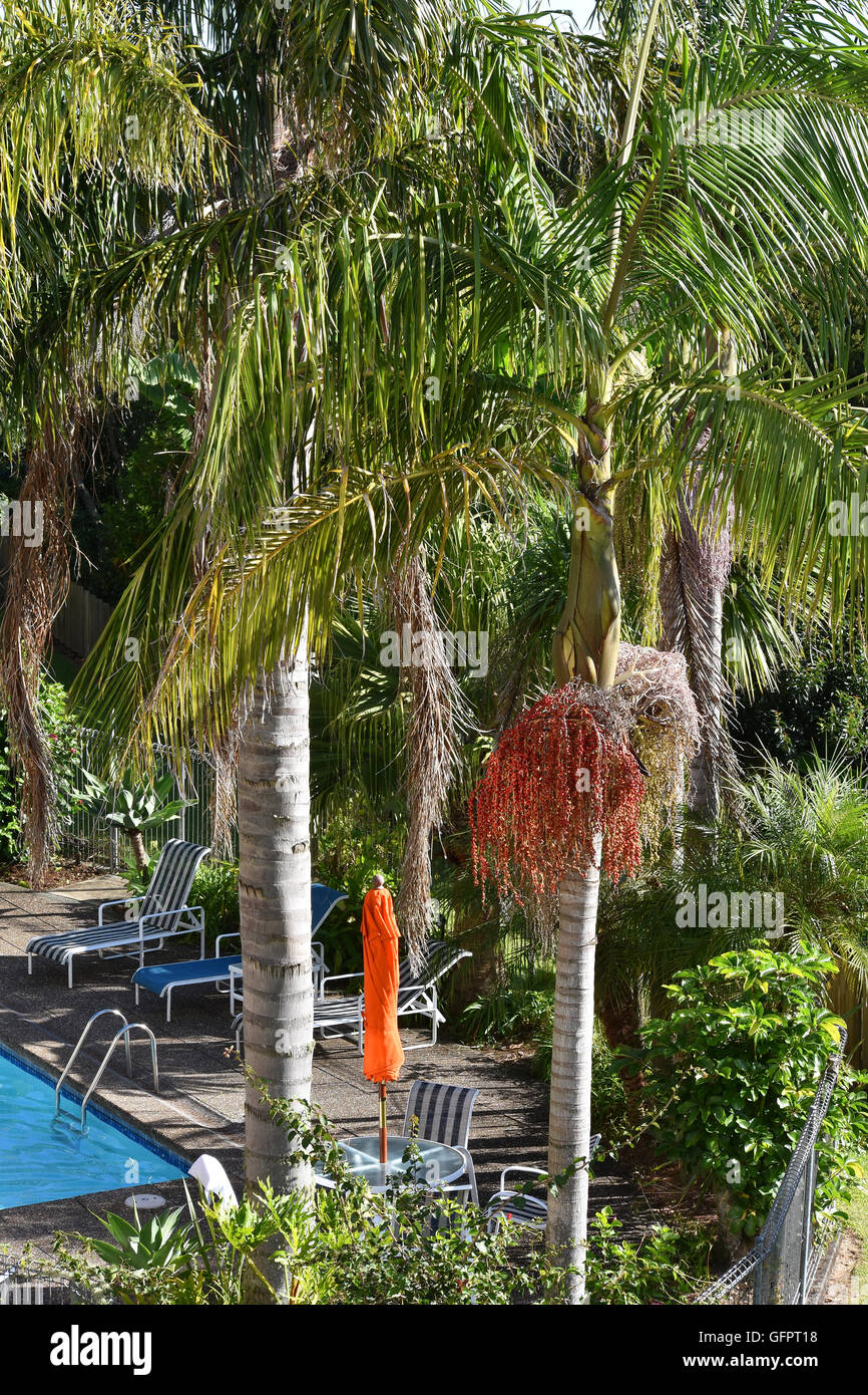 outdoor furniture palm trees poolside Stock Photo - Alamy
