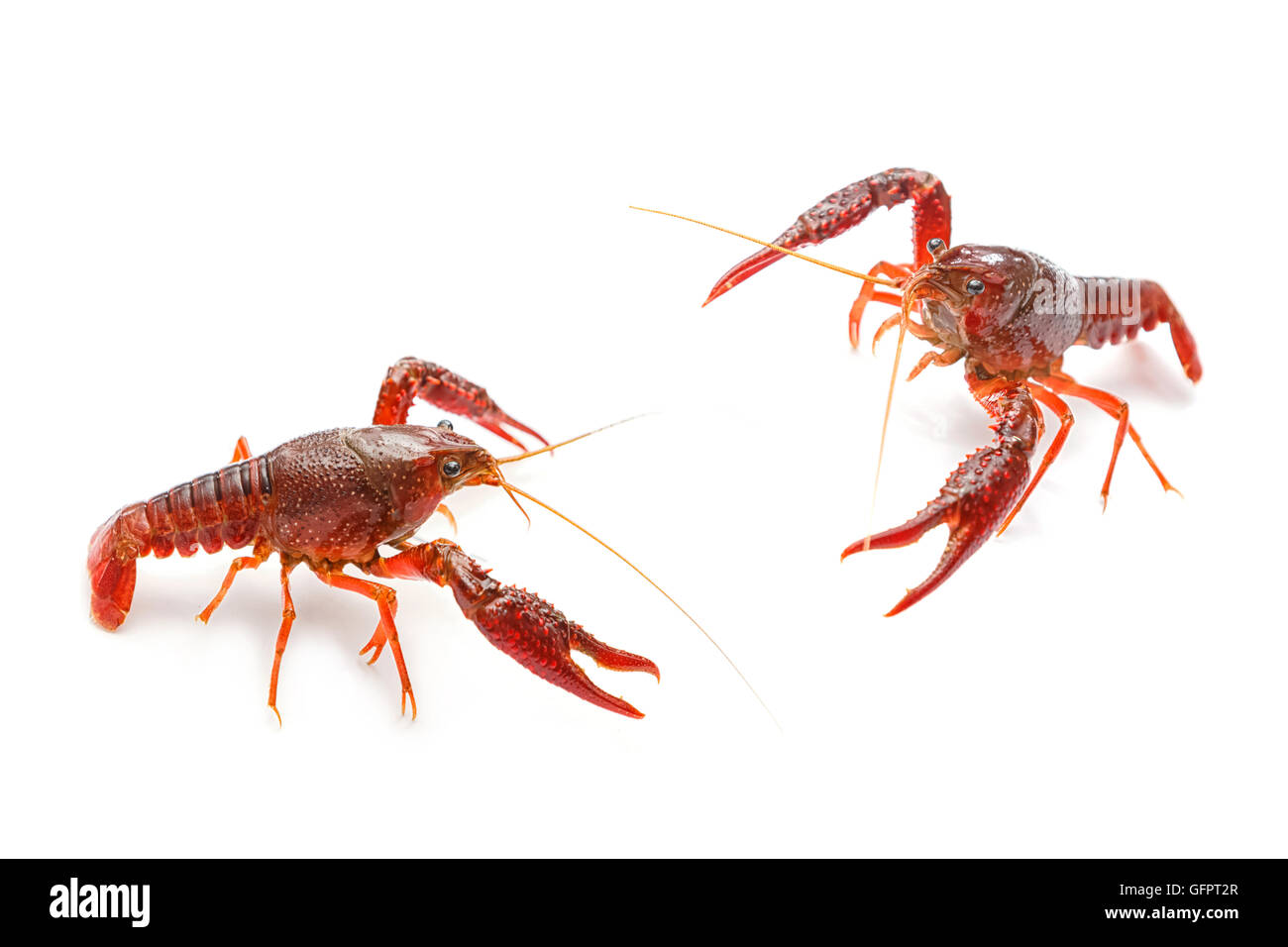 Red crayfish fighting on white background Stock Photo - Alamy