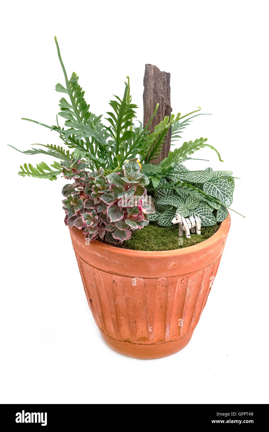 Miniature landscape in a pot hi-res stock photography and images - Alamy