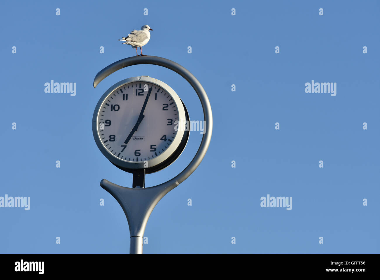 seagull public clock Stock Photo - Alamy