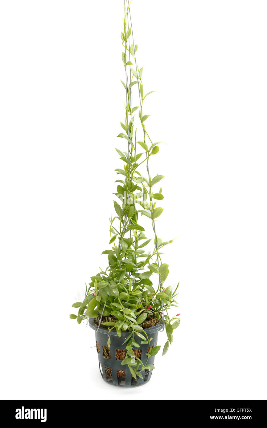 Planting Dave plant,house plant in pot isolate Stock Photo - Alamy