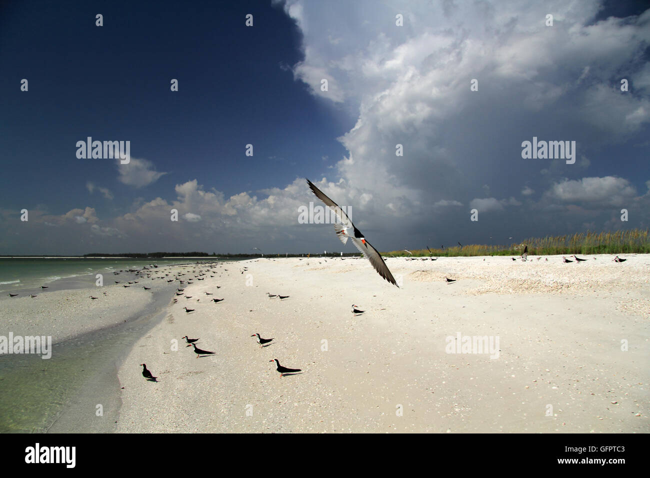Black Skimmers on Tigertail Beach in Sunny Marco Island, Florida Gulf ...