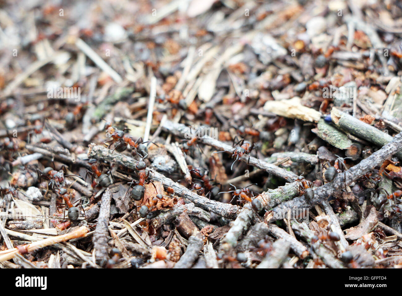 anthill ants burrow Stock Photo - Alamy