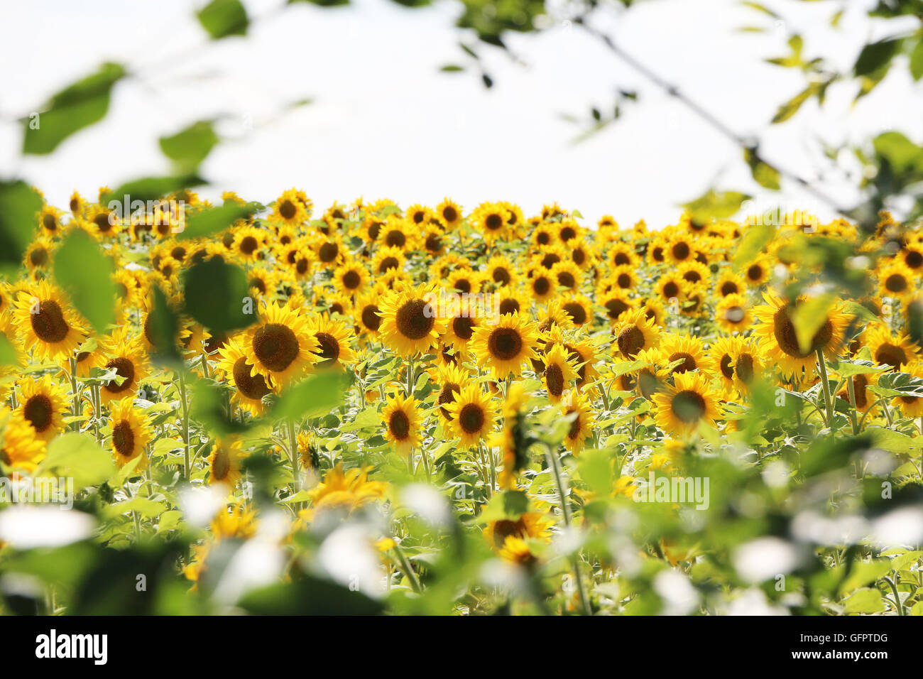 field of sunflowers frame tree Stock Photo - Alamy