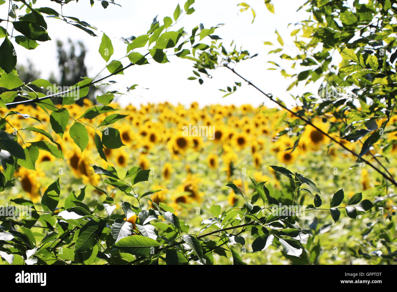 Frame branch sunflowers hi-res stock photography and images - Alamy