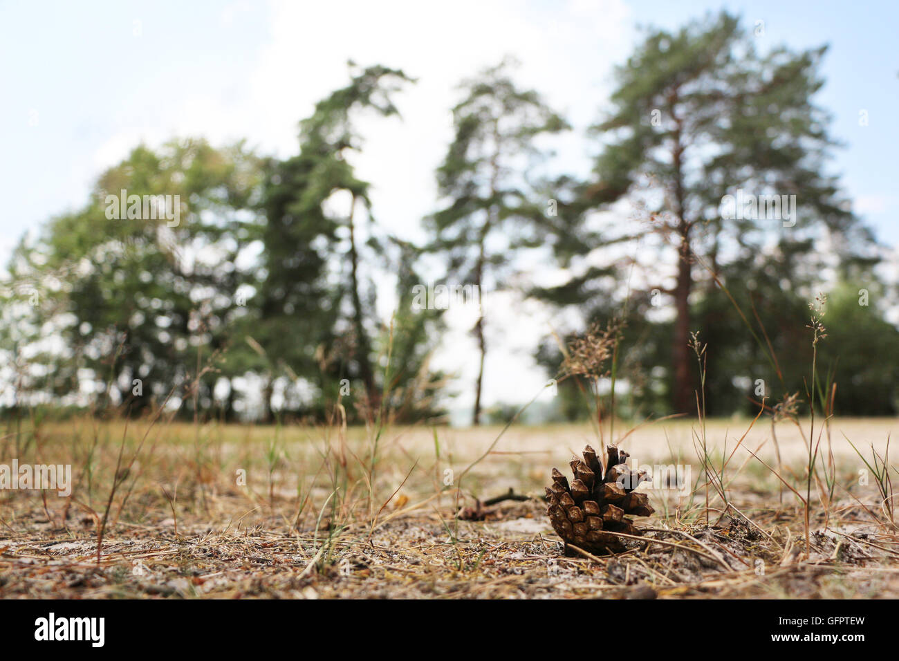 Sand pine hi-res stock photography and images - Alamy