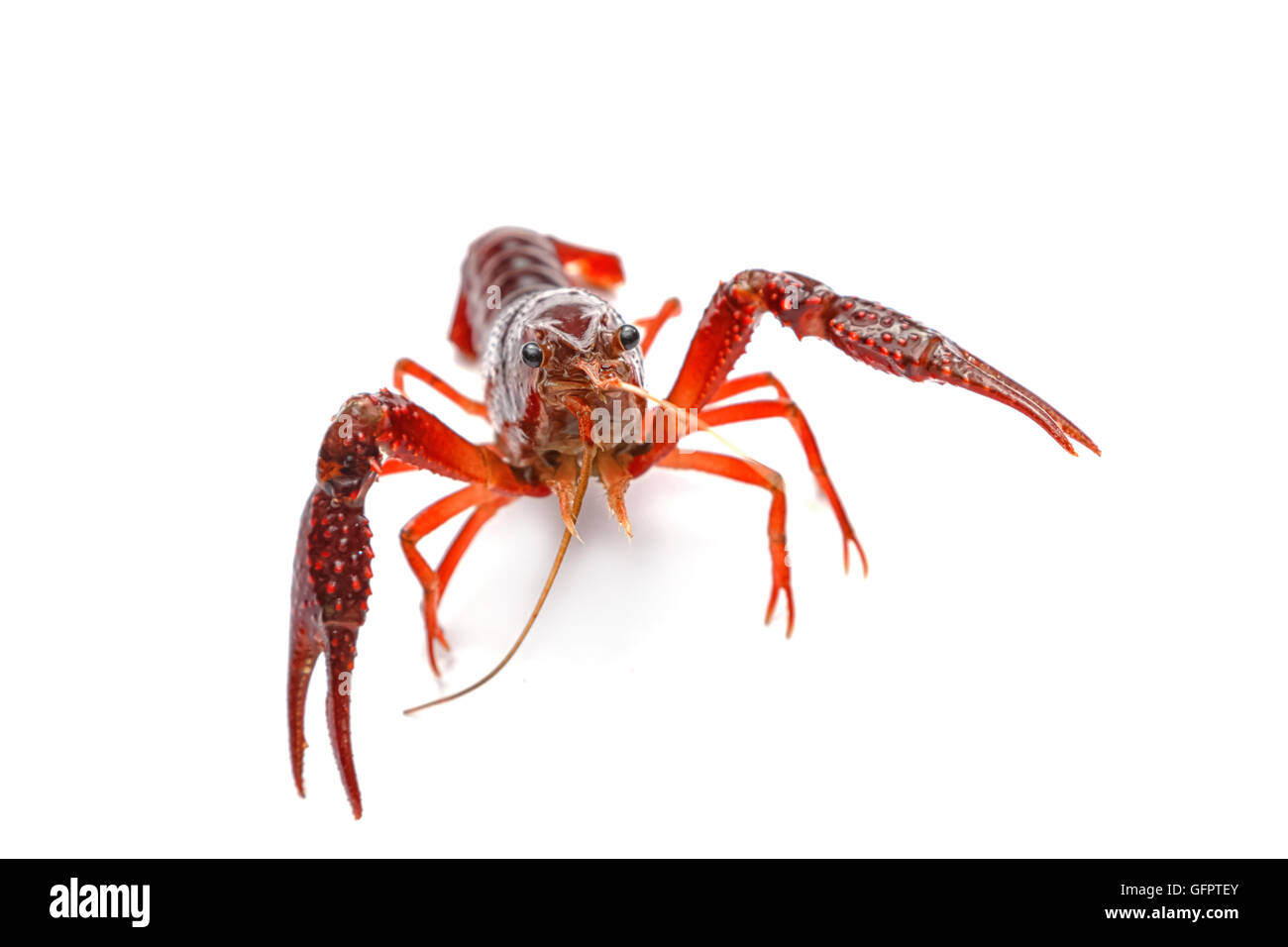 Red crayfish on white background Stock Photo - Alamy