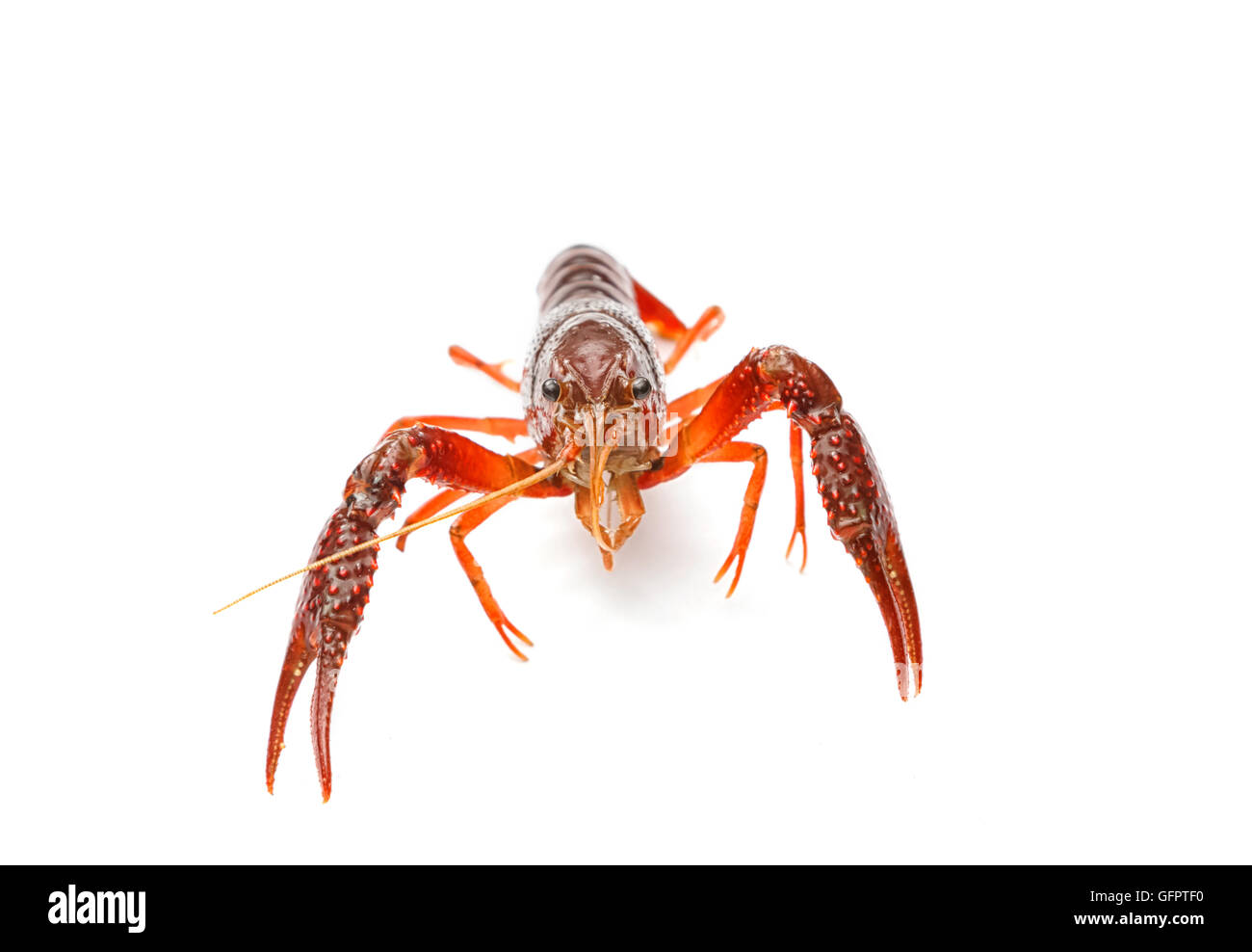 Red crayfish on white background Stock Photo - Alamy