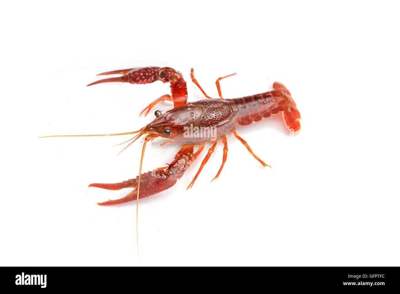 Red crayfish on white background Stock Photo - Alamy