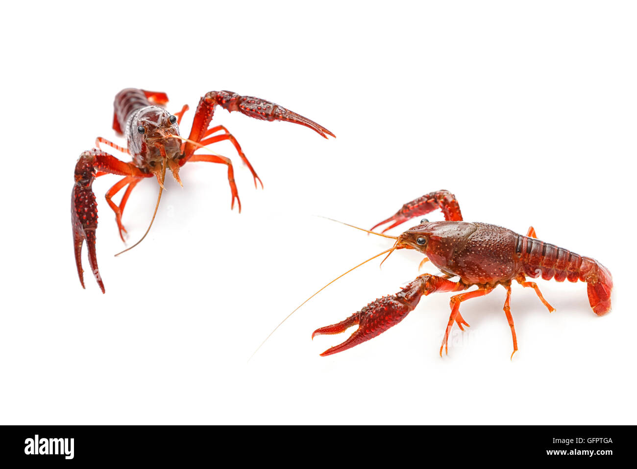 Red crayfish fighting on white background Stock Photo - Alamy