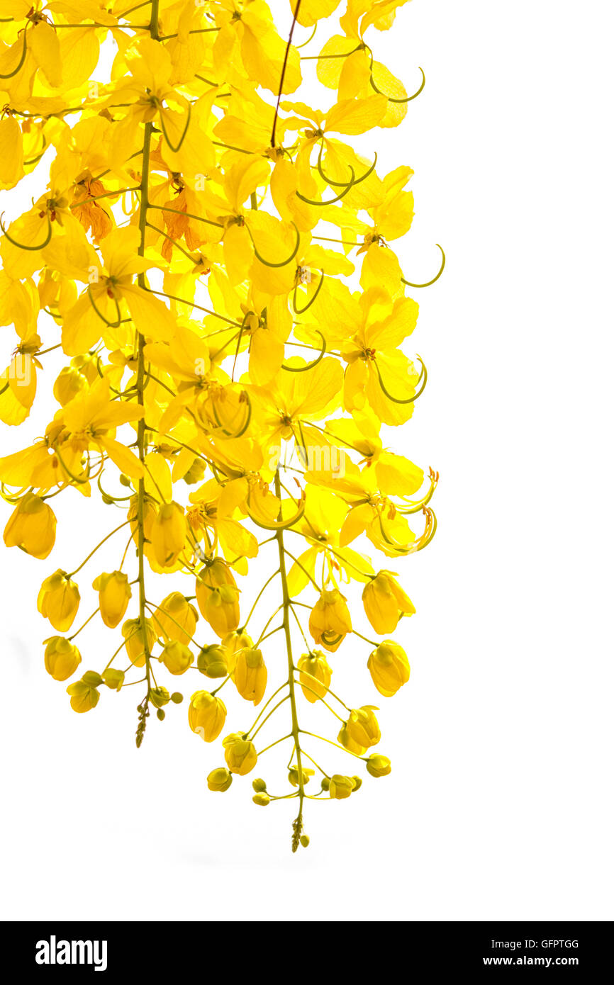 Golden Shower Cassia Fistula Beautiful Flower In Summer Time On