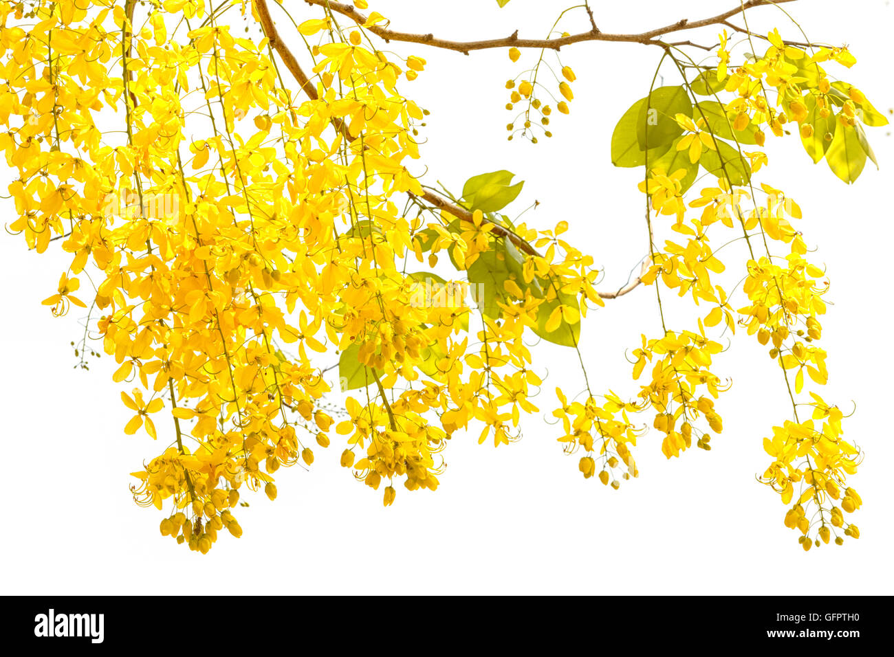 Golden shower (Cassia fistula), Beautiful flower in summer time on white background Stock Photo ...
