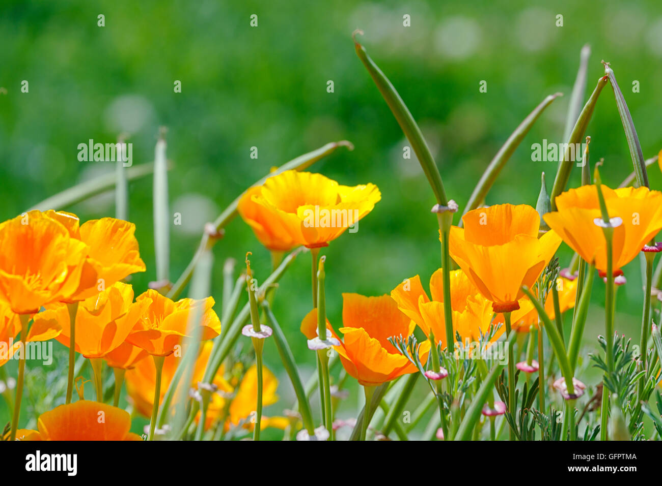 California golden poppies in the garden Stock Photo - Alamy