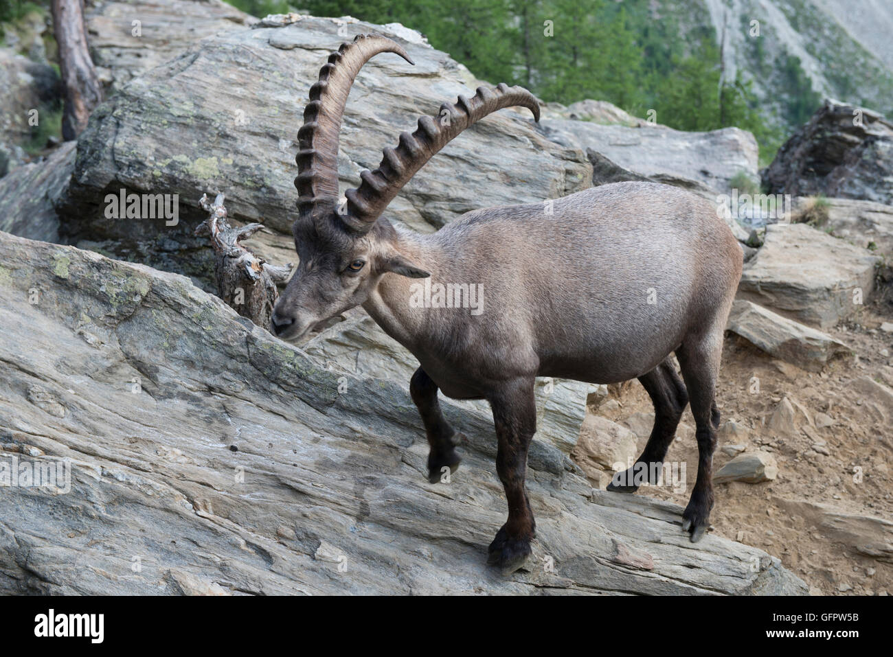 Zermatt goat hi-res stock photography and images - Alamy