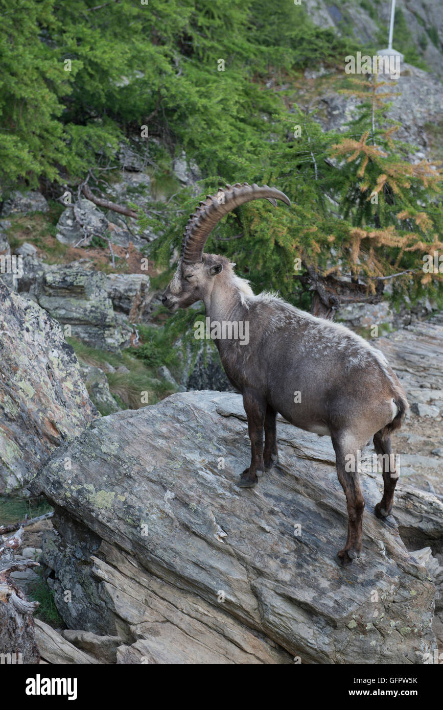 Wild alpine ibex (steinbock) along the Europaweg near Zermatt ...