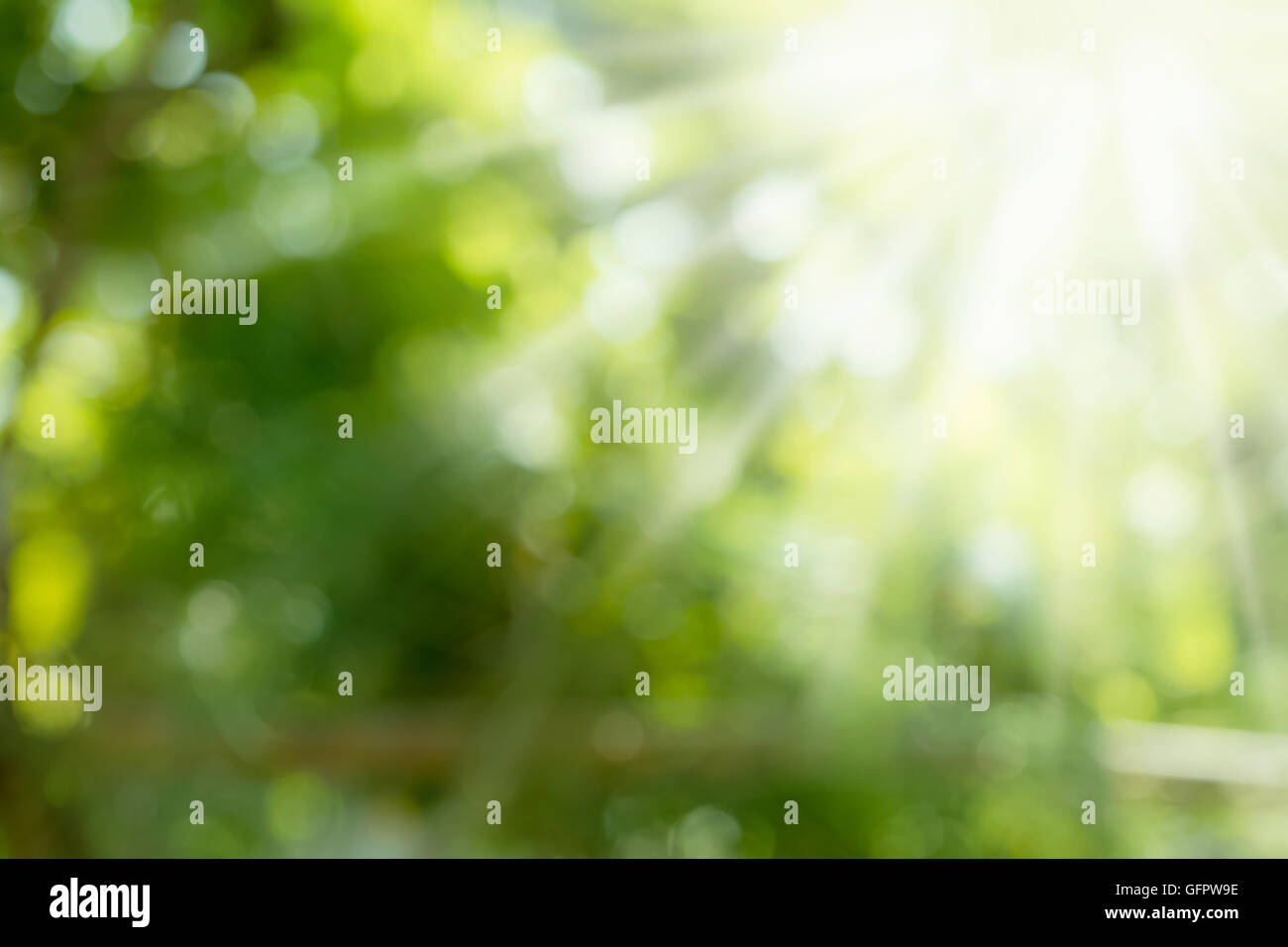 Green blurred background and sunlight Stock Photo - Alamy