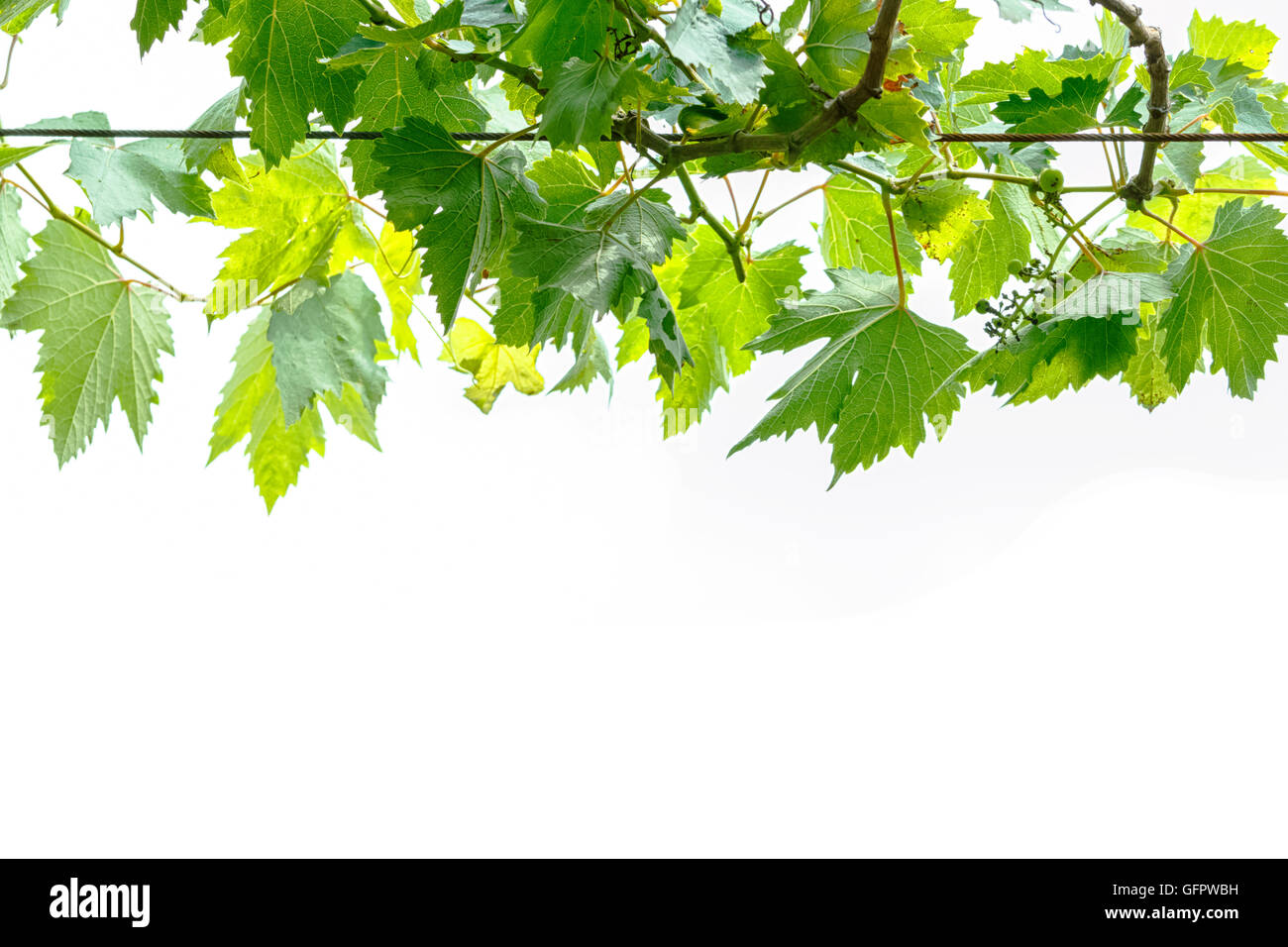 Branch of grape vine on white background Stock Photo - Alamy