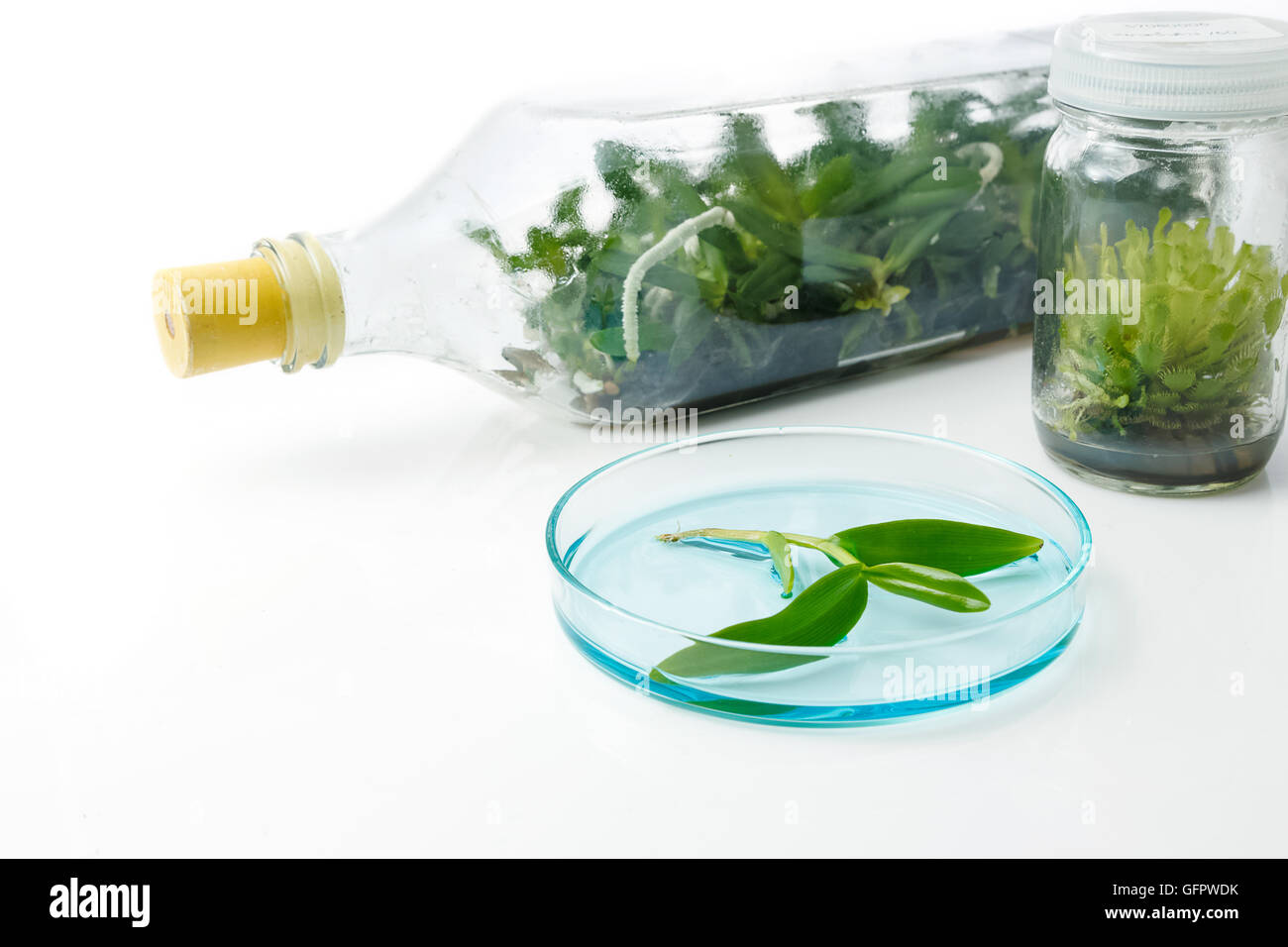 Plant tissue culture in bottle in the laboratory on white background ...