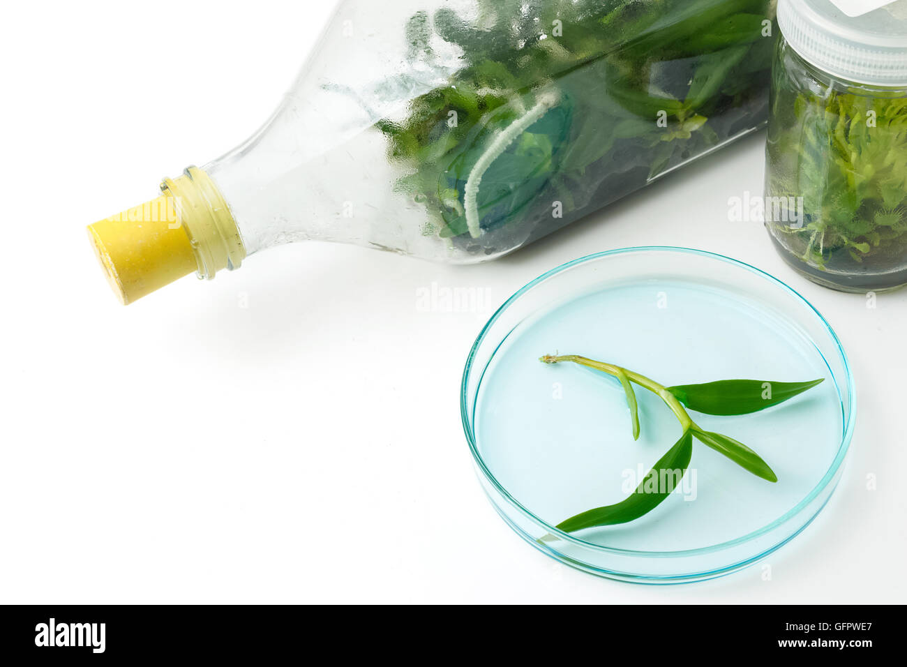 Plant tissue culture in bottle in the laboratory on white background ...