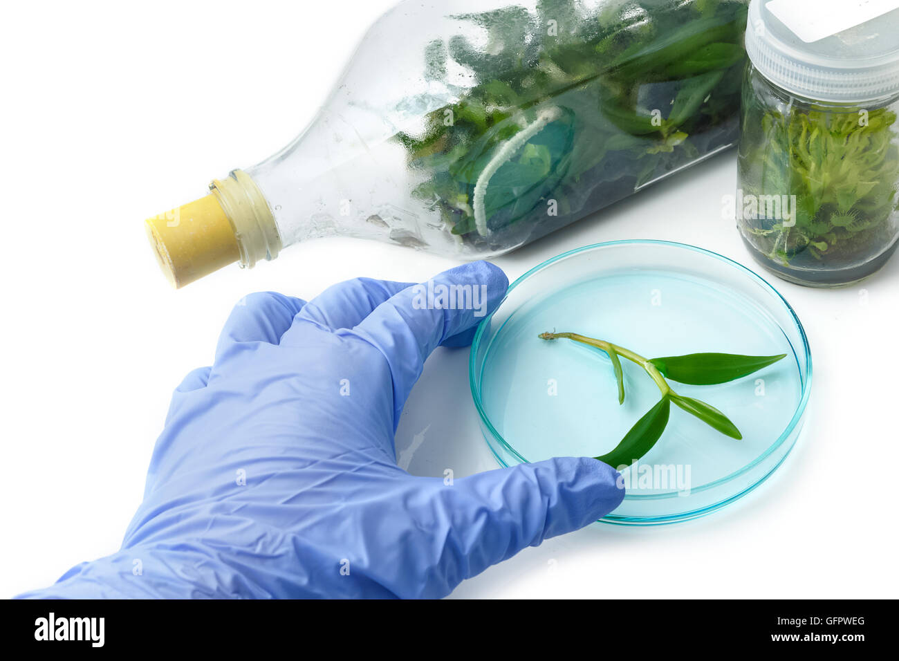 Tissue culture lab hi-res stock photography and images - Alamy