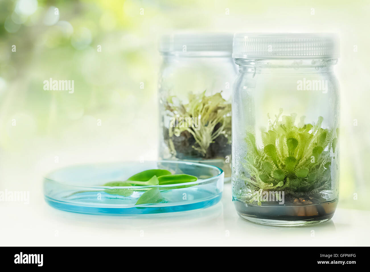 Plant Tissue Culture Diagram