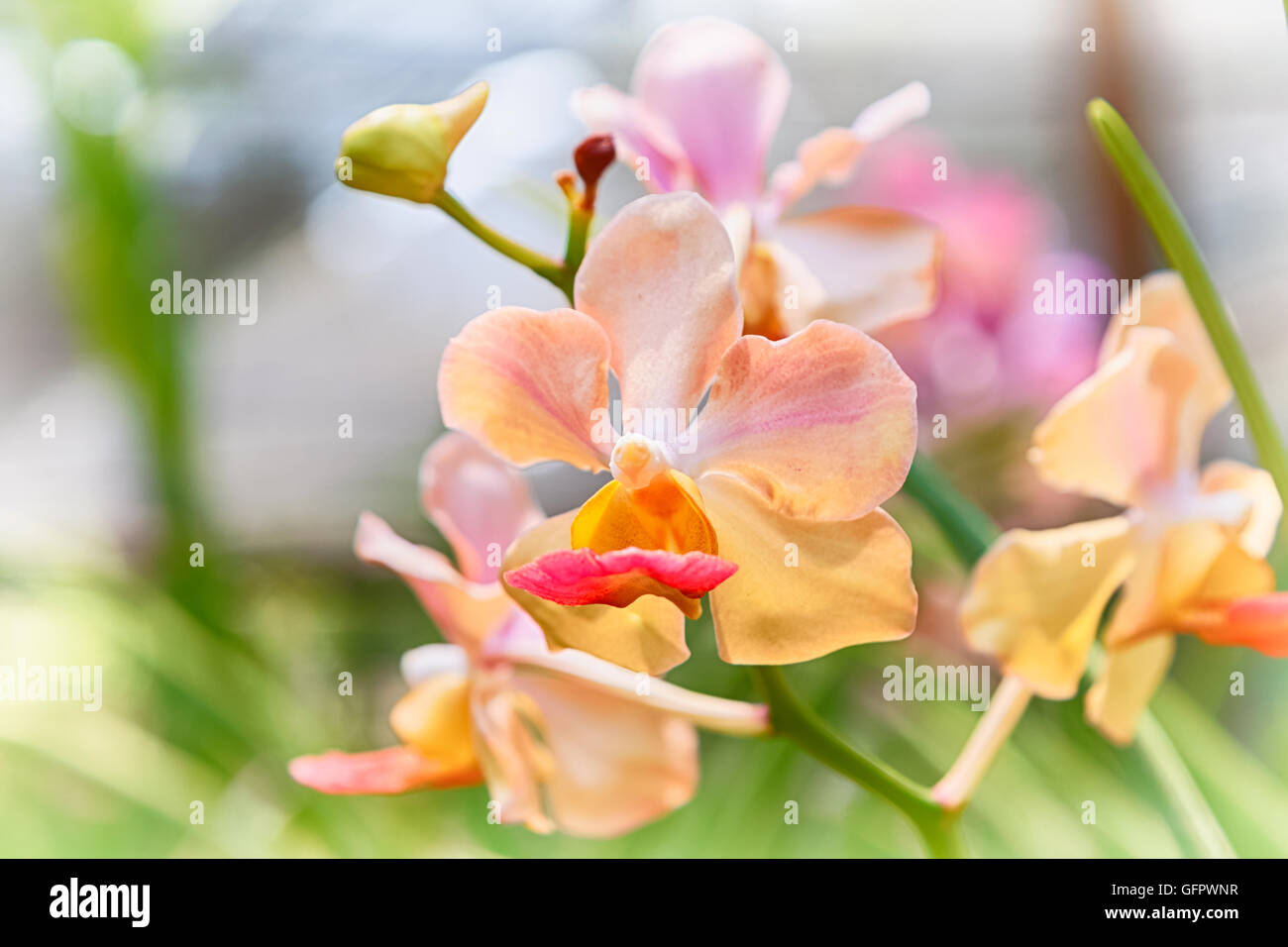 Colorful orchid blooming on nature background Stock Photo - Alamy