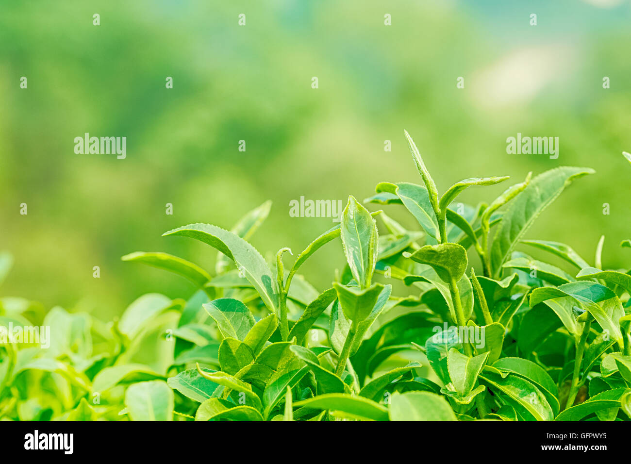 Green tea bud and leaves. Tea plantations Stock Photo - Alamy