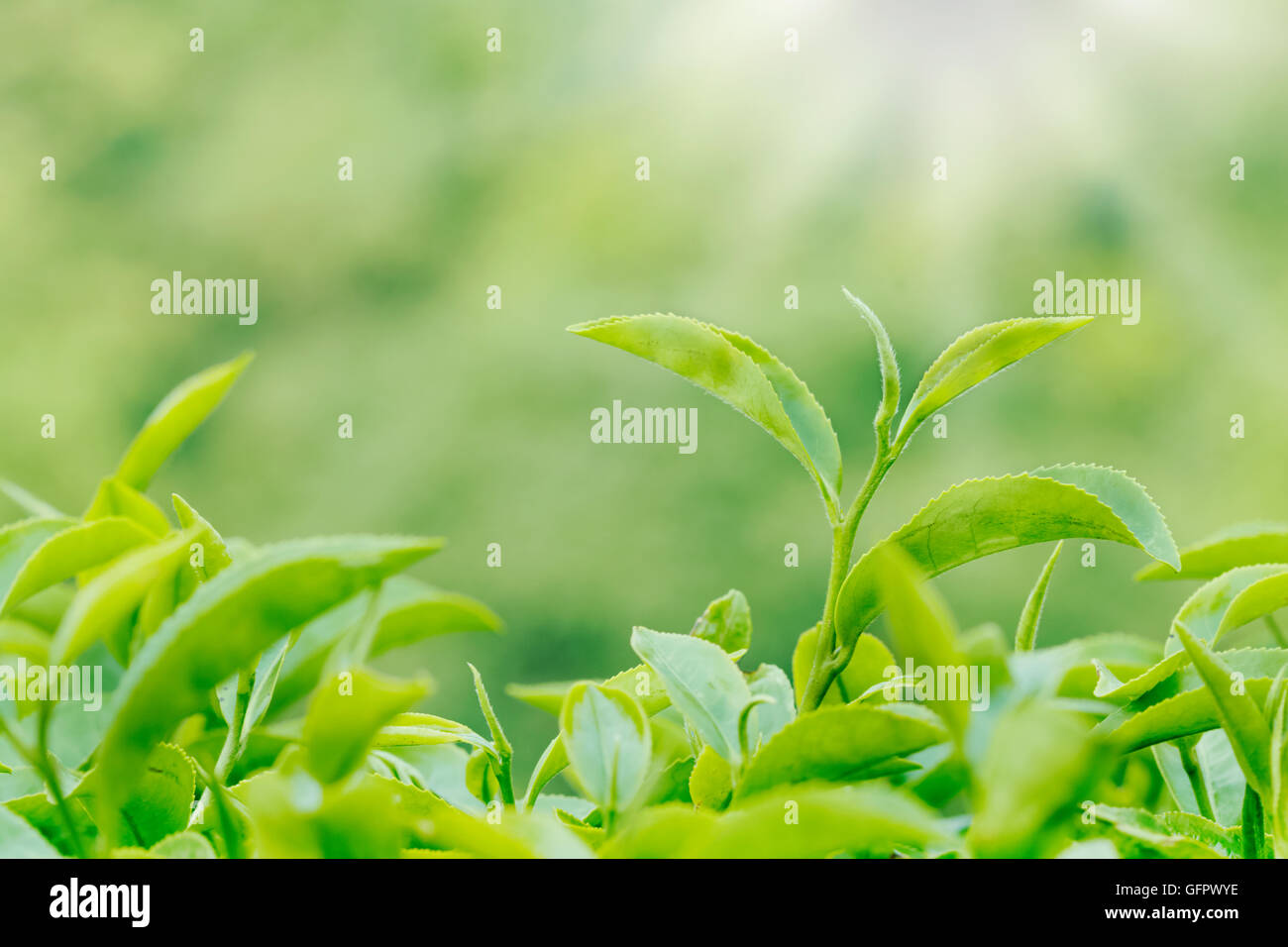 Green tea bud and leaves. Tea plantations Stock Photo - Alamy