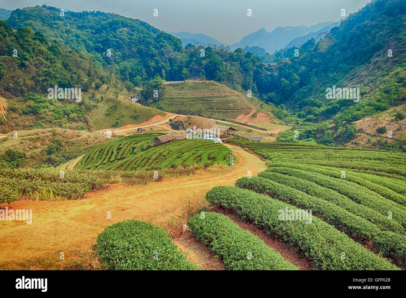 Tea plantation in the Chiang Mai highlands, Thailand Stock Photo - Alamy