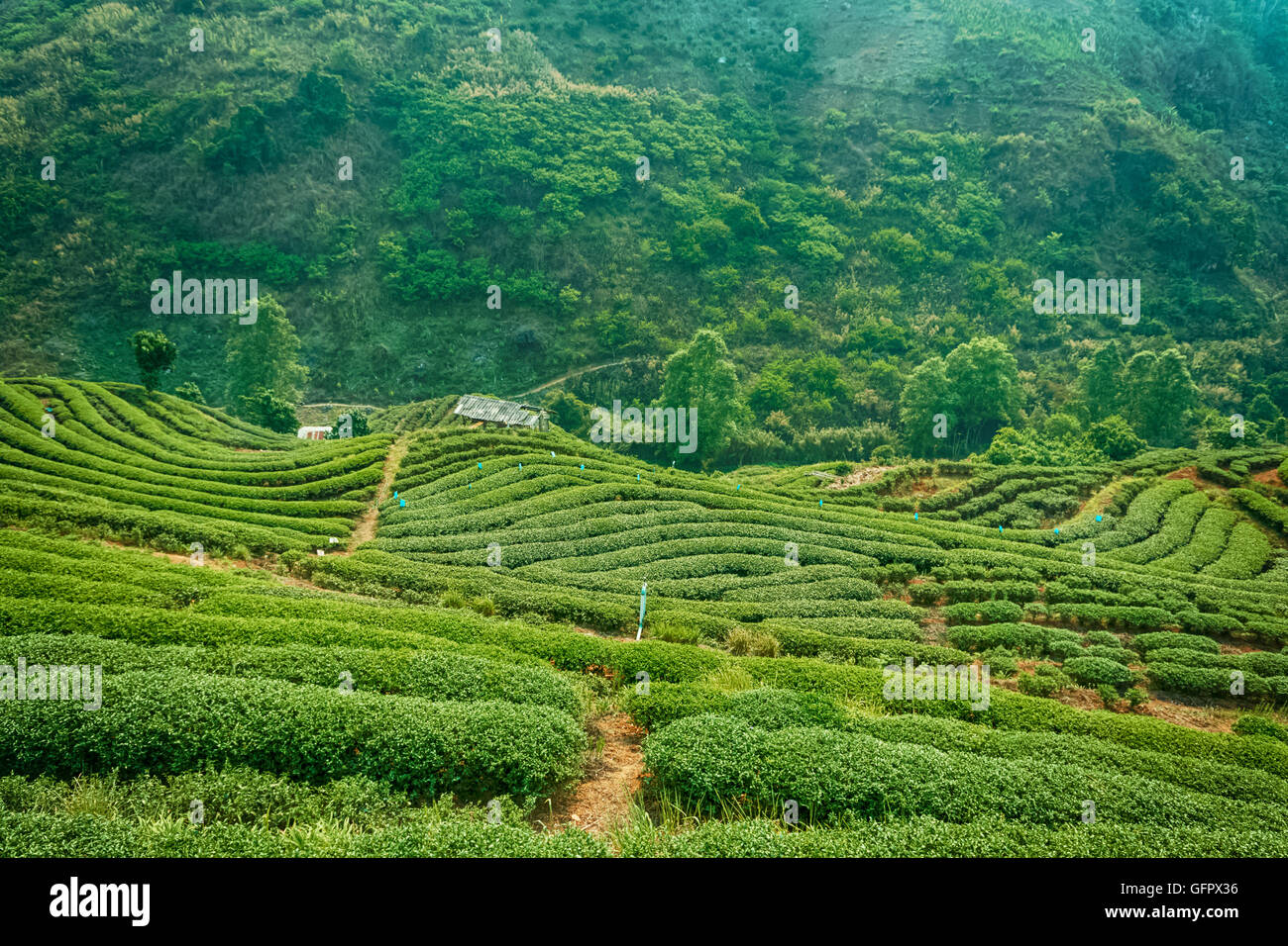 Tea plantation in the Chiang Mai highlands, Thailand Stock Photo - Alamy