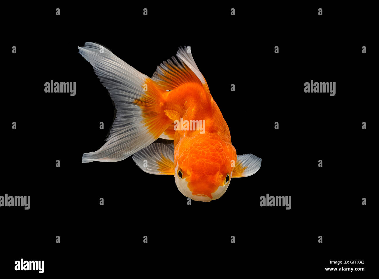 Oranda gold fish isolated on black background Stock Photo - Alamy