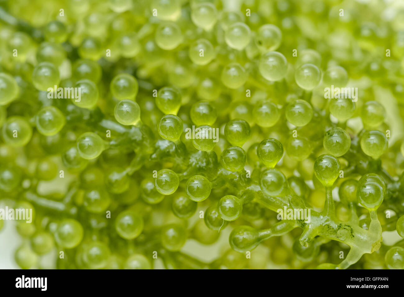 Sea grapes ( green caviar ) seaweed Stock Photo - Alamy