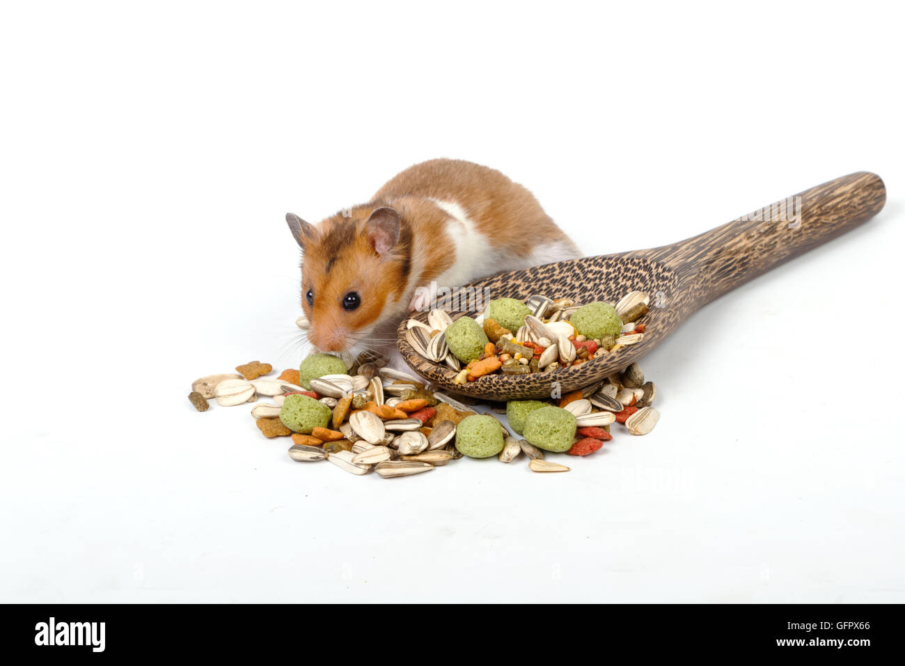 Hamster chew hi-res stock photography and images - Alamy