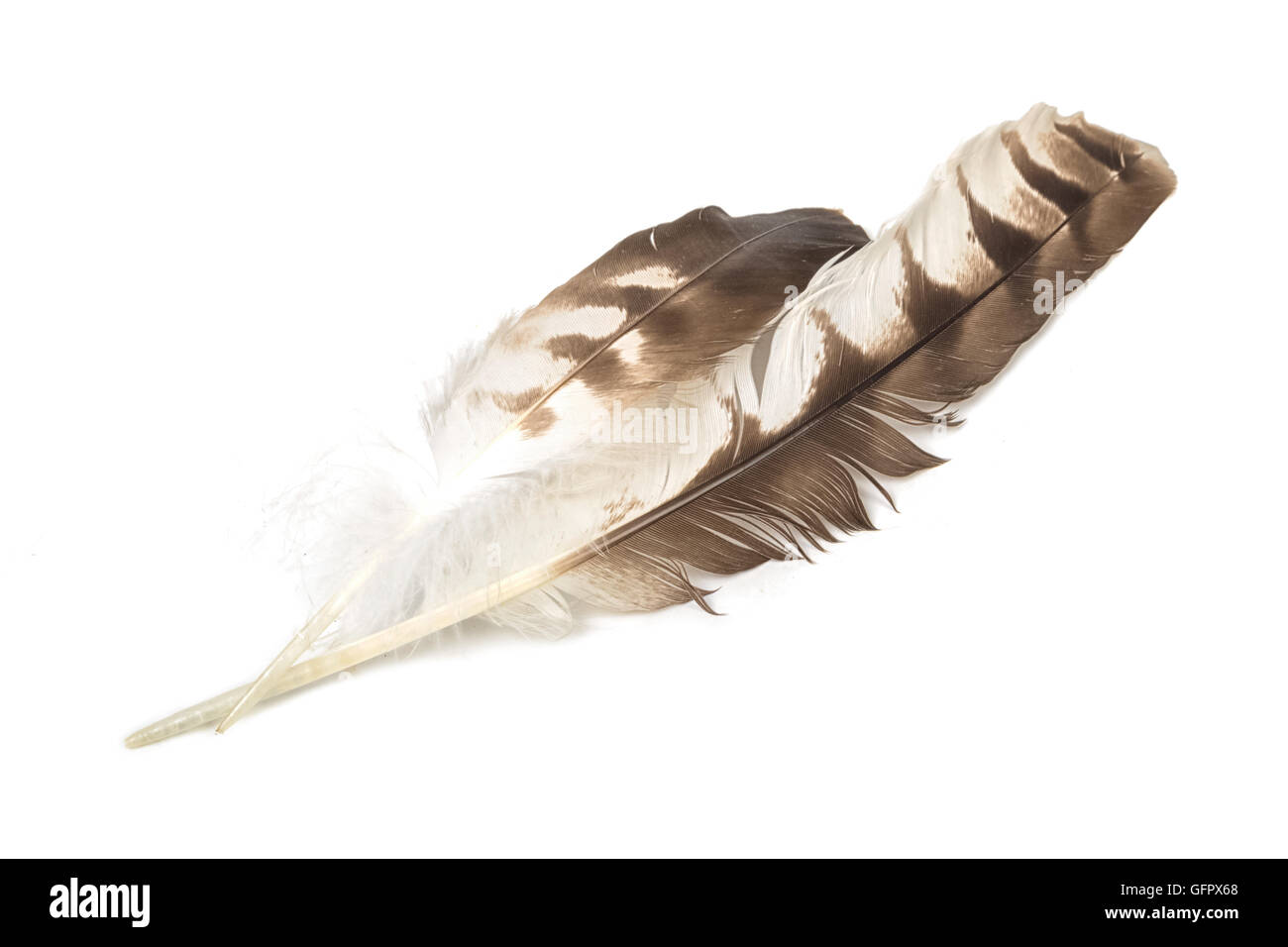 Eagle feather isolated on white background Stock Photo - Alamy